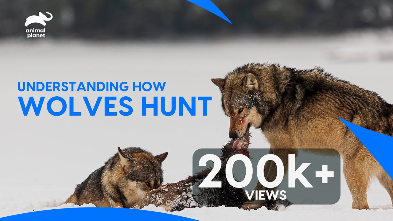 Meet the smartest predators of the wild | जंगल के सबसे चतुर शिकारियों ...