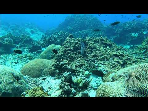 Muräne Daymaniyat Inseln - Moray eel Daymaniyat Islands