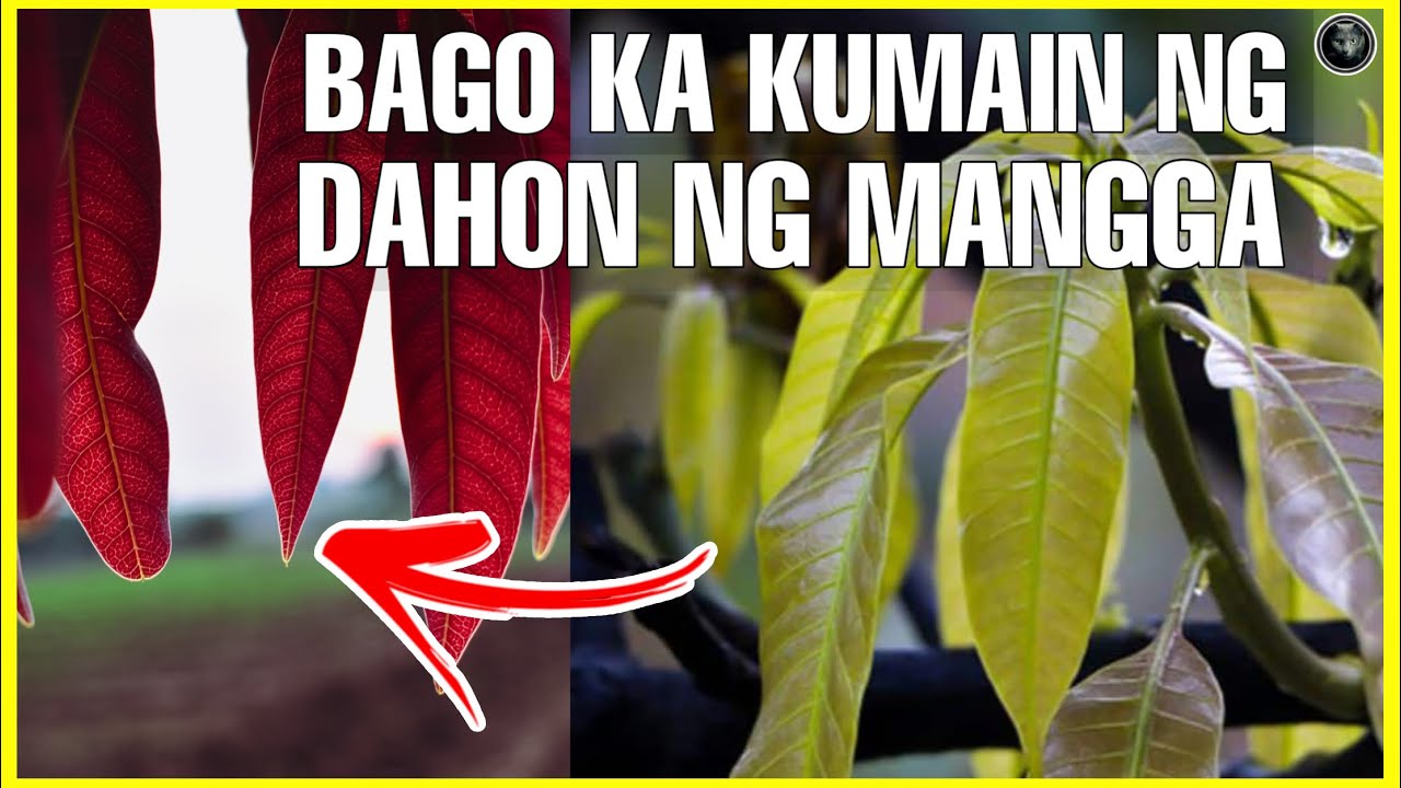 MERON BA KAYO NG DAHON NG MANGGA SA INYONG BAKURAN ? MANGO LEAVES ...