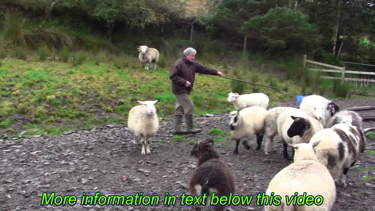 Sheep identification at Kells - Ireland - YouTube