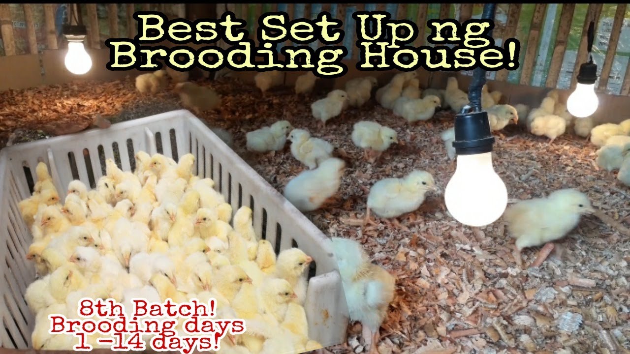 Broiler Chicken"Backyard Raising" Brooding House Best Set Up for ...