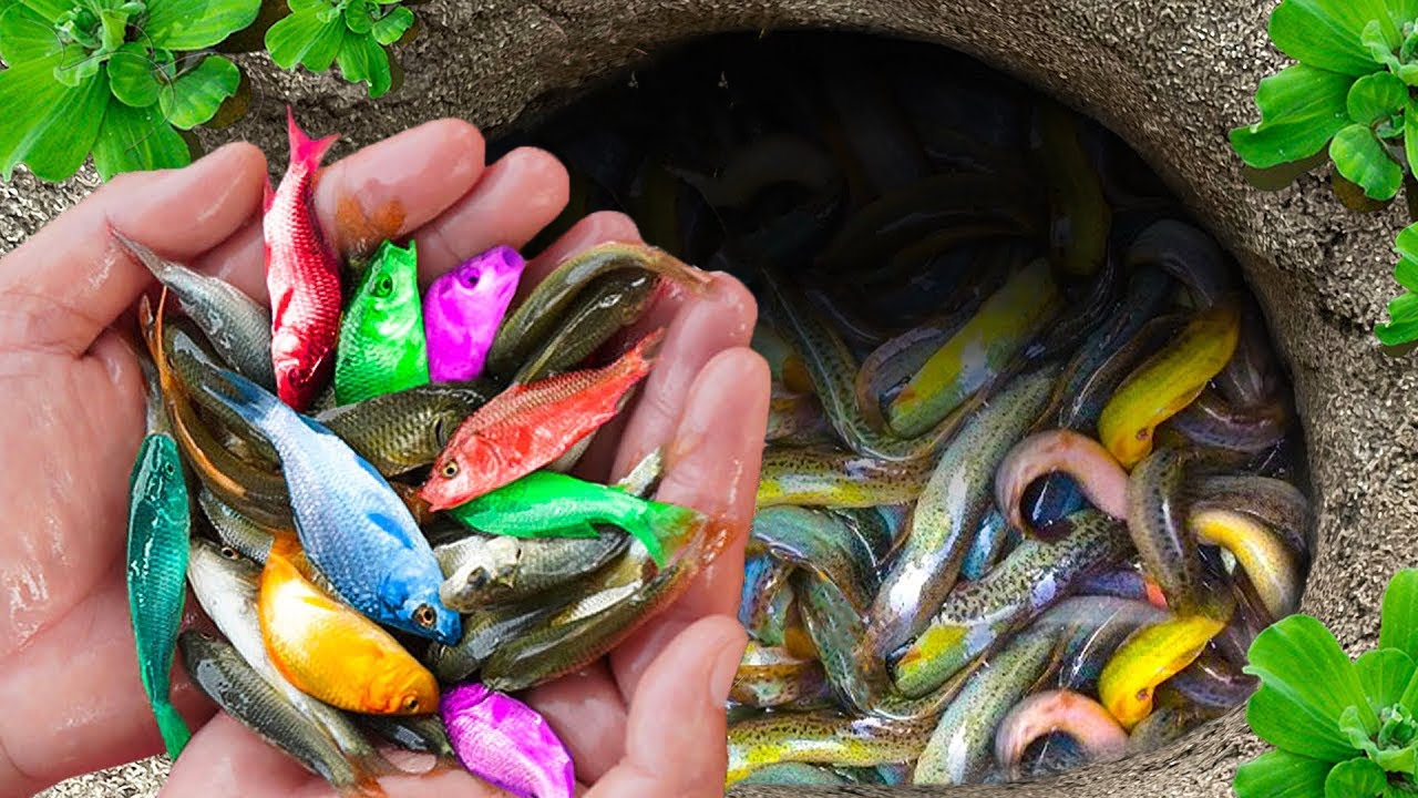 Mini Aquarium Fish Nesting In Pond, Koi Fish, Pencil Fish, Shrimp ...