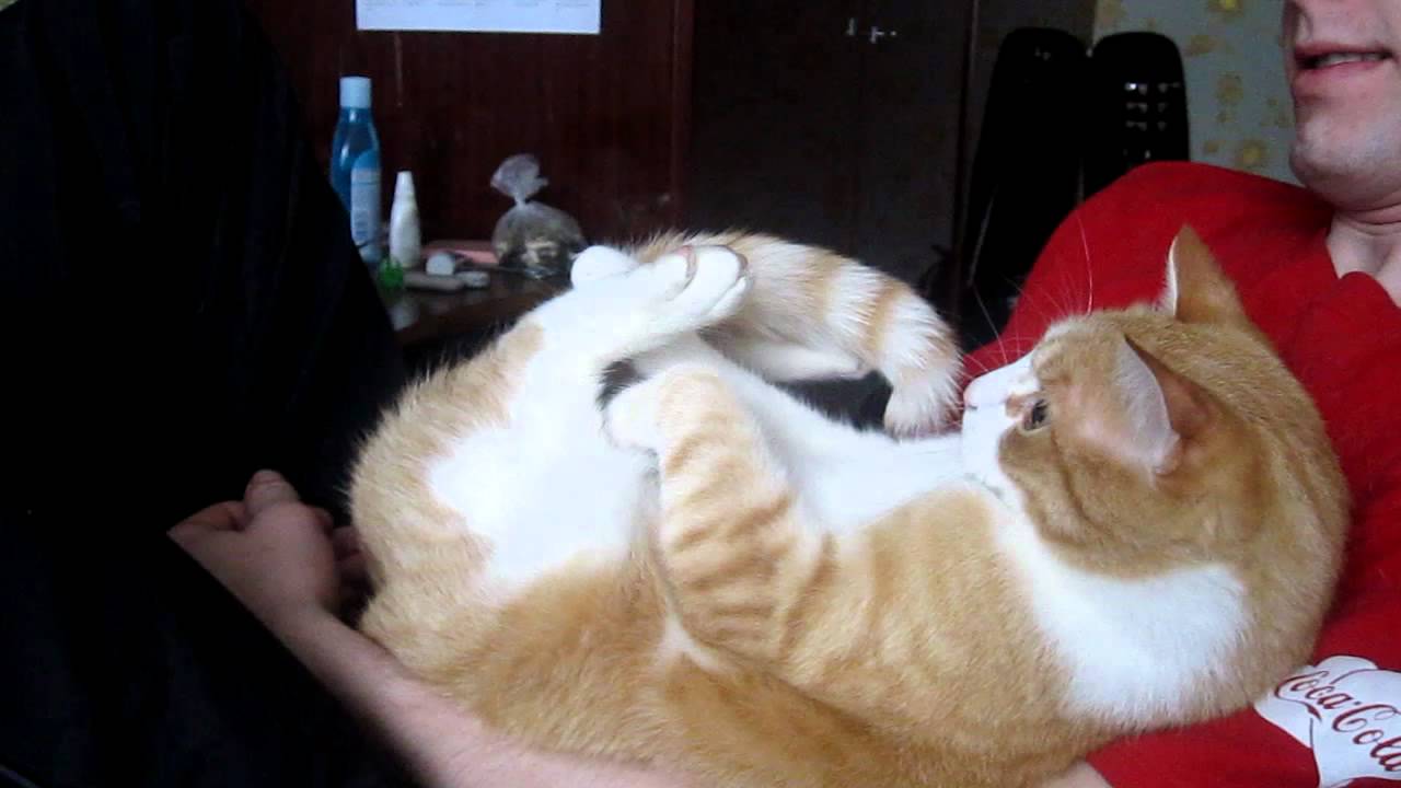 cat bites its tail (кот грызёт свой хвост) - YouTube