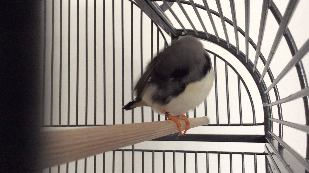 Curious Black Cheeked Zebra Finch Song (HD) - YouTube
