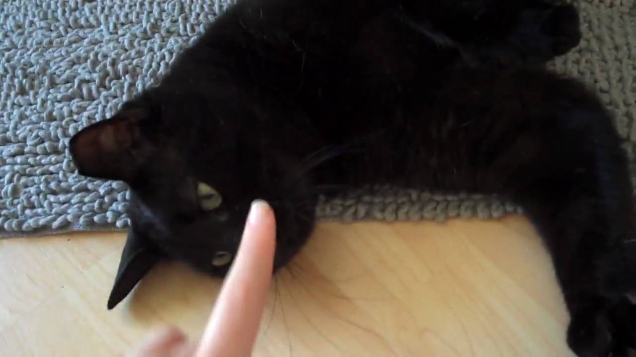 Kitty fight~! 7-toed cat (so cute!) - YouTube