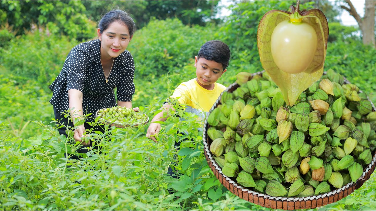 Have you ever try Cape Gooseberry Fruit cook in your homeland | How to ...