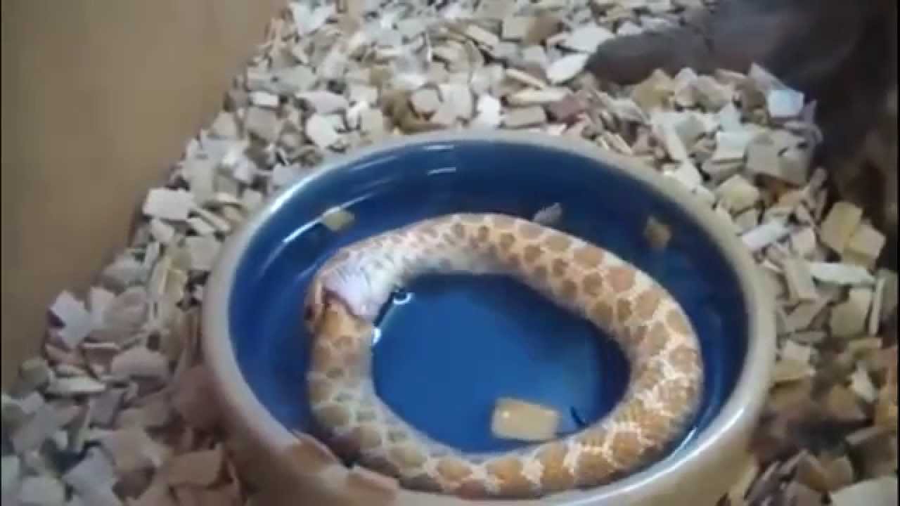 Snake Eats Itself....Trapped and Lonely..SAD!! - YouTube