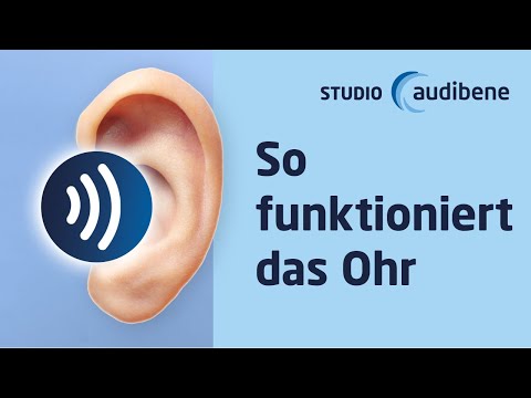 Das Ohr – Aufbau und Funktion 👂🏻