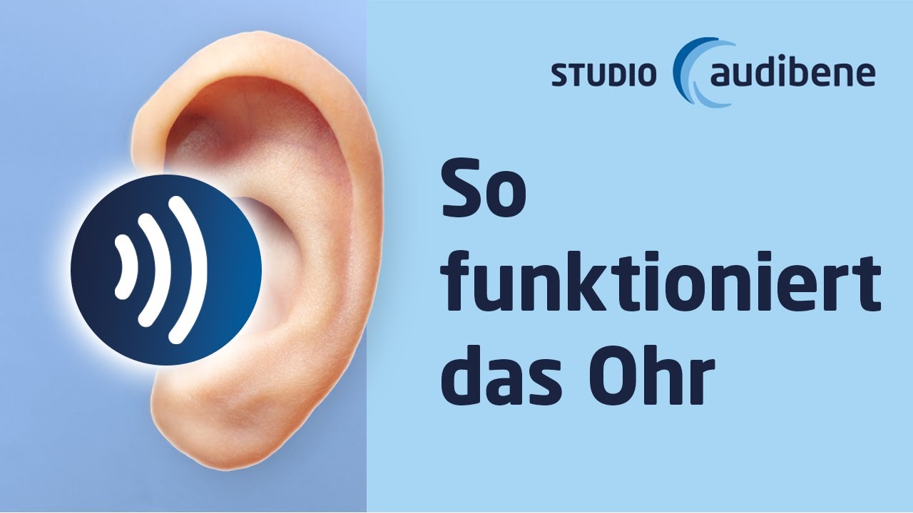 Das Ohr – Aufbau und Funktion 👂🏻 - YouTube