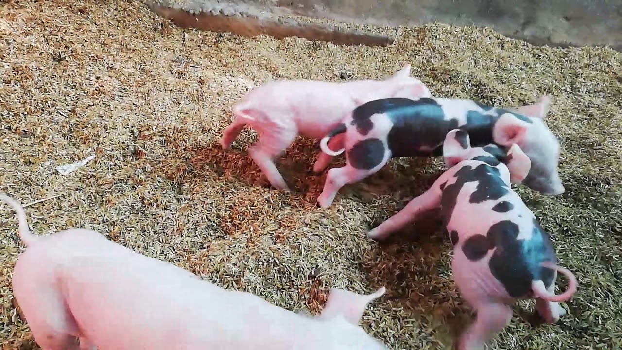 Marranitos bonitos jugando - YouTube