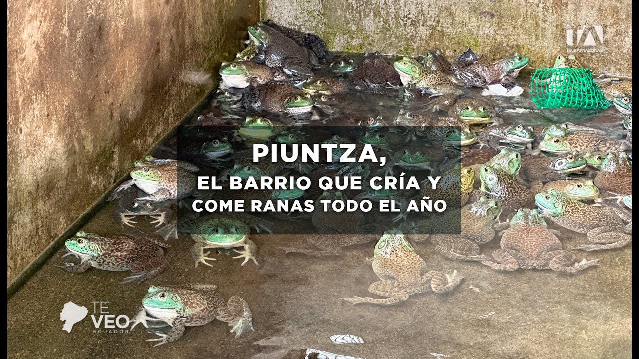 TE VEO ECUADOR | PIUNTZA, EL BARRIO QUE CRÍA Y COME RANAS TODO EL AÑO ...