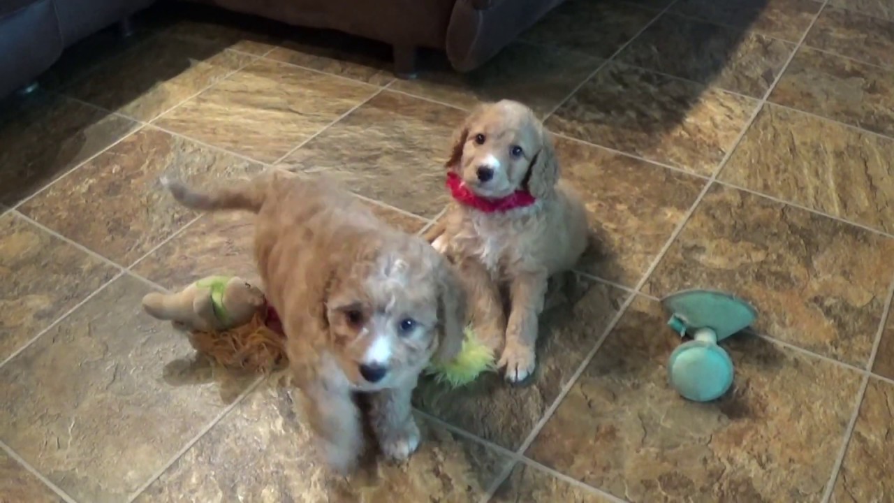CAMERON-CARSON-CHARLIE www.KingdomDogs.com - YouTube