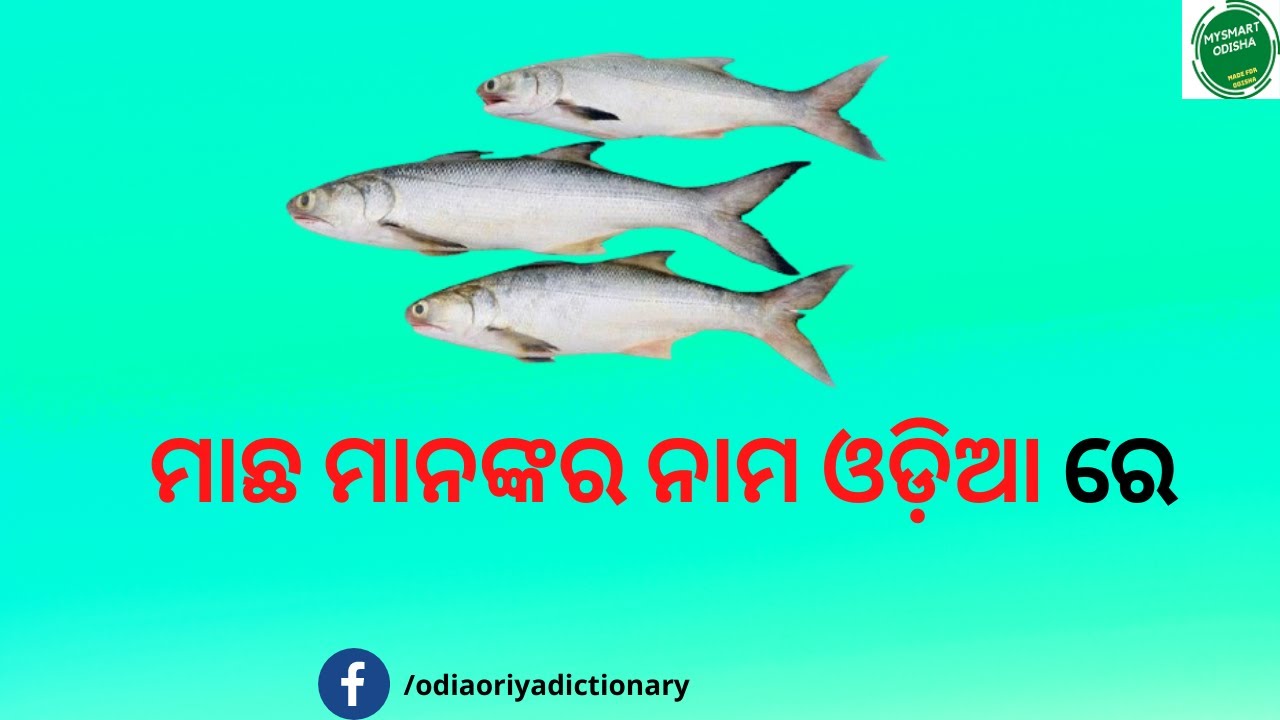 Different #Fish Names in Odisha || English Fish Name in Odia || ମାଛ ...