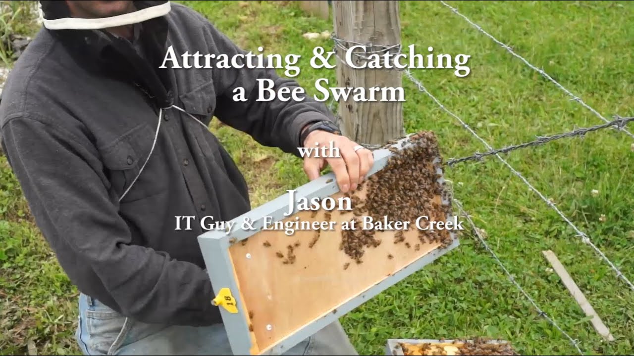 Attracting & Catching a Bee Swarm - YouTube