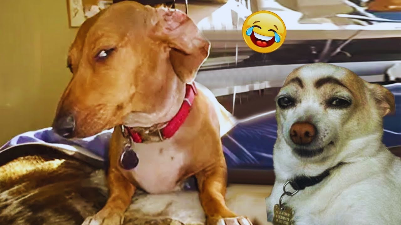 I dare you not to LAUGH at these FUNNY DOGS 😁🐶 - Best Funny Animals ...