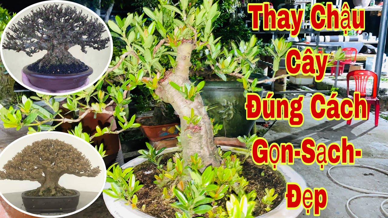 Bông trang Bonsai P34 | Cách Thay Chậu Cây bonsai | Chất Trồng Cây ...