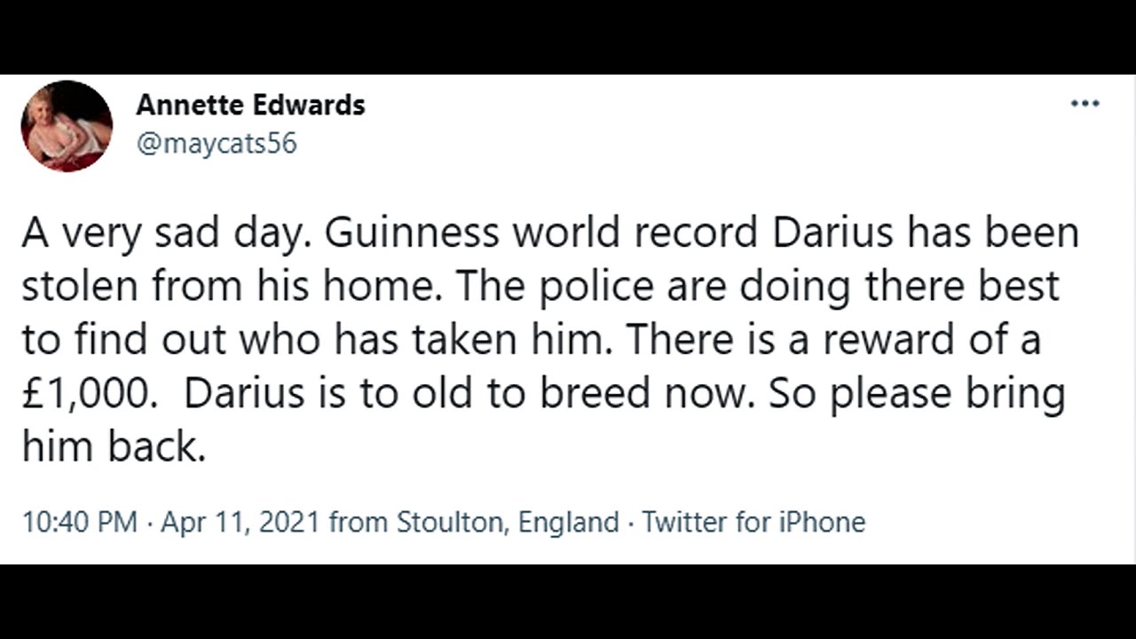 World's biggest rabbit - at 4ft 3in-long - 'stolen by jealous rival ...