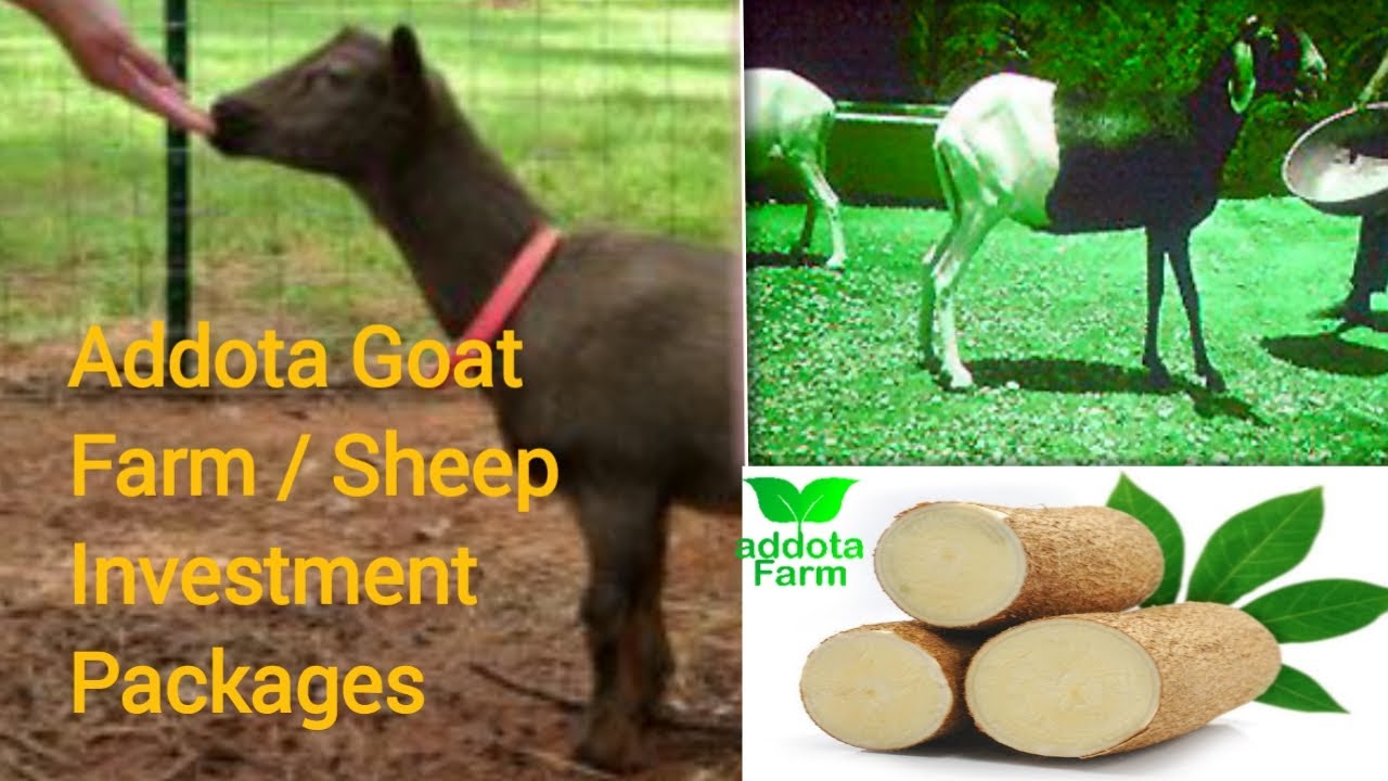 How you Can Invest into Addota Goat / sheep Farm in Nigeria - YouTube