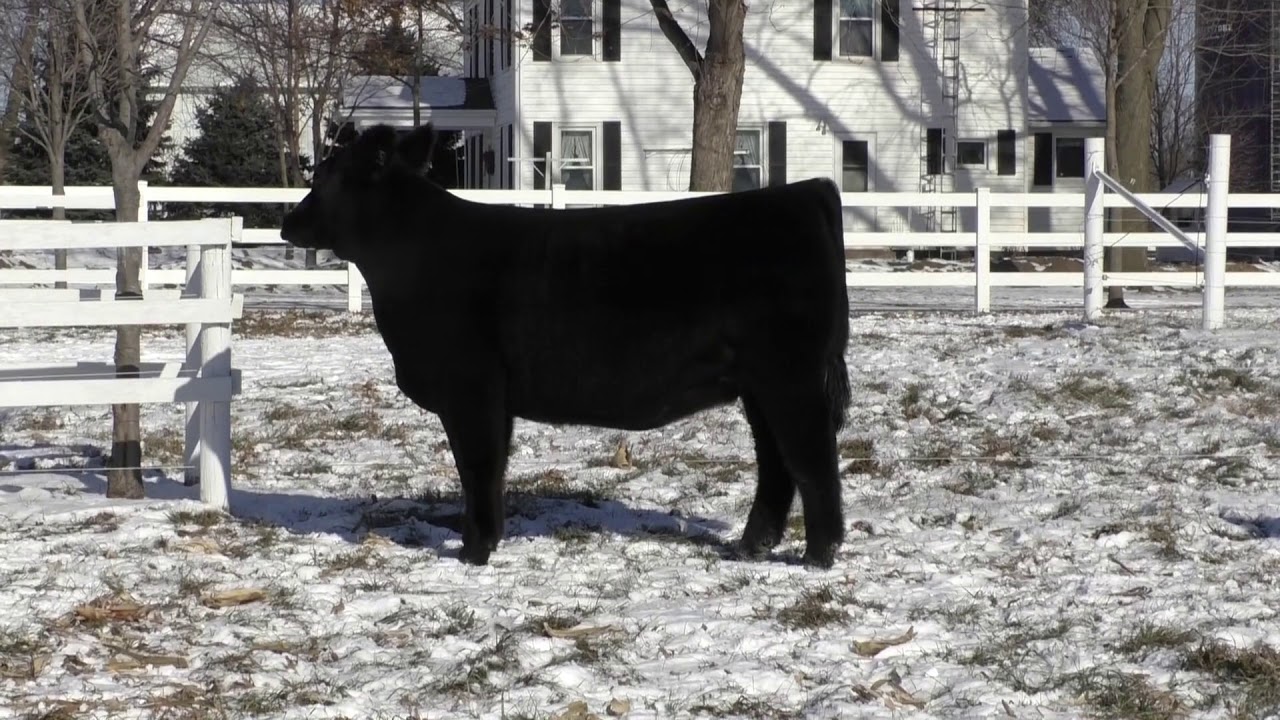 maine/angus - YouTube