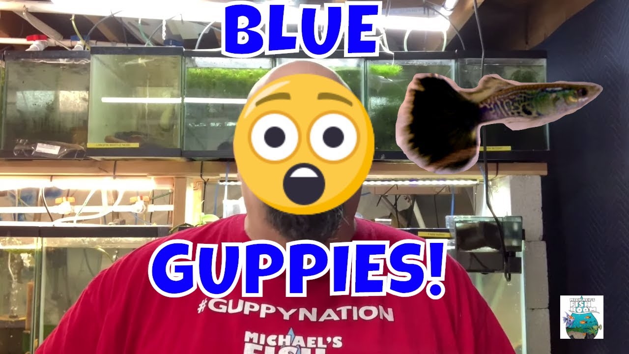 BLUE GUPPIES! Fish Room Vlog - YouTube