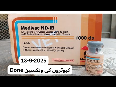Vaccine Done | Pigeons | medivac ND IB | Pak Birds Zone Lahore| 