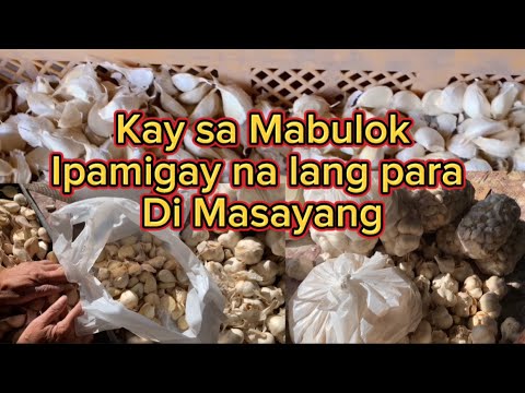 Kay sa ma bulok at itapon na lan ipamigay para d masayang #garlic #sharetheblessings #farmerlife