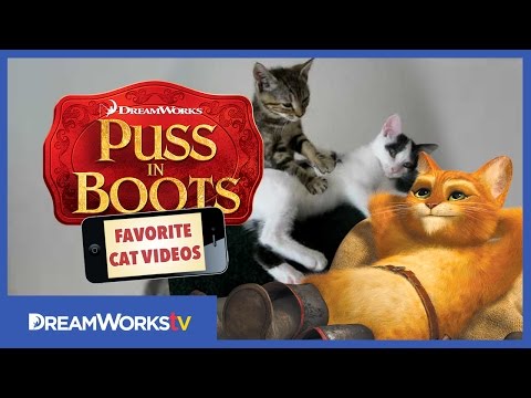 Kitten Massage | PUSS IN BOOTS FAVORITE CAT VIDEOS