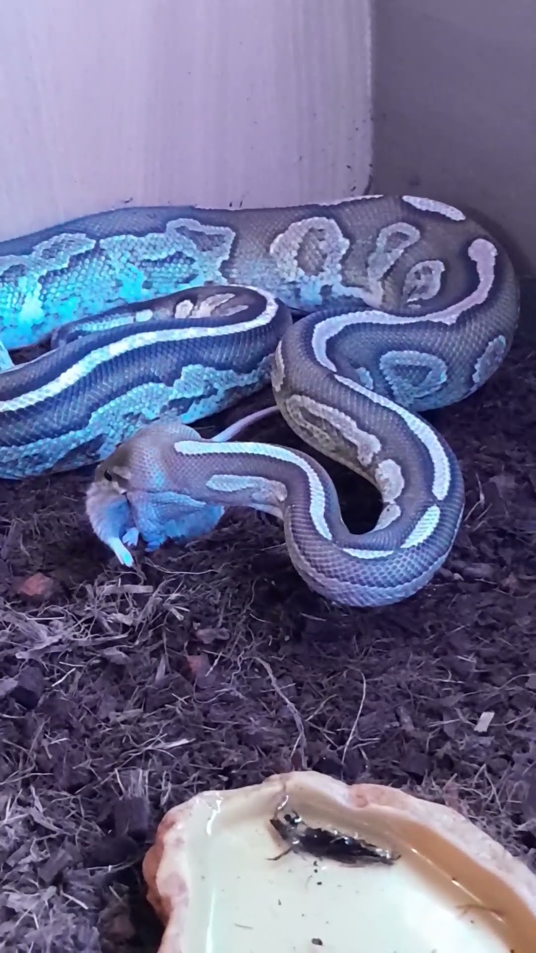 ball python eating - YouTube