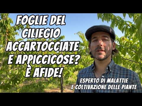 Afide nero del ciliegio, identificazione, lotta e prevenzione.