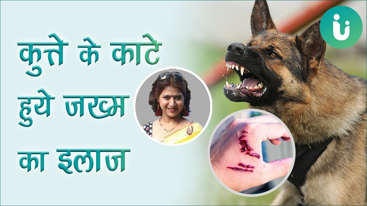 कुत्ते के काटे हुये जख्म का कैसे करे इलाज - Rabies Hindi Part - 5 - YouTube