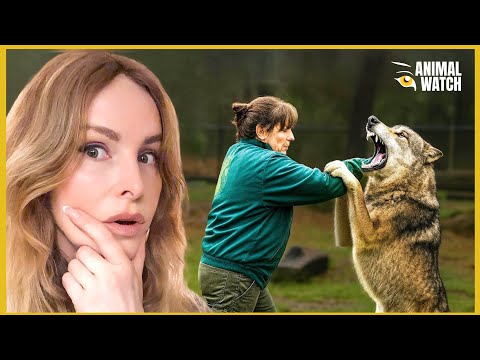 4 TÖDLICHE WOLFSANGRIFFE IN GEFANGENSCHAFT ERKLÄRT