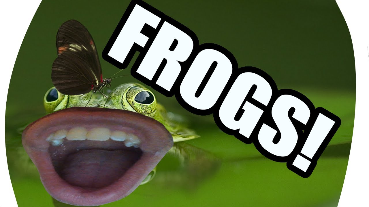 FROGS! - Funny Edit Compilation - YouTube
