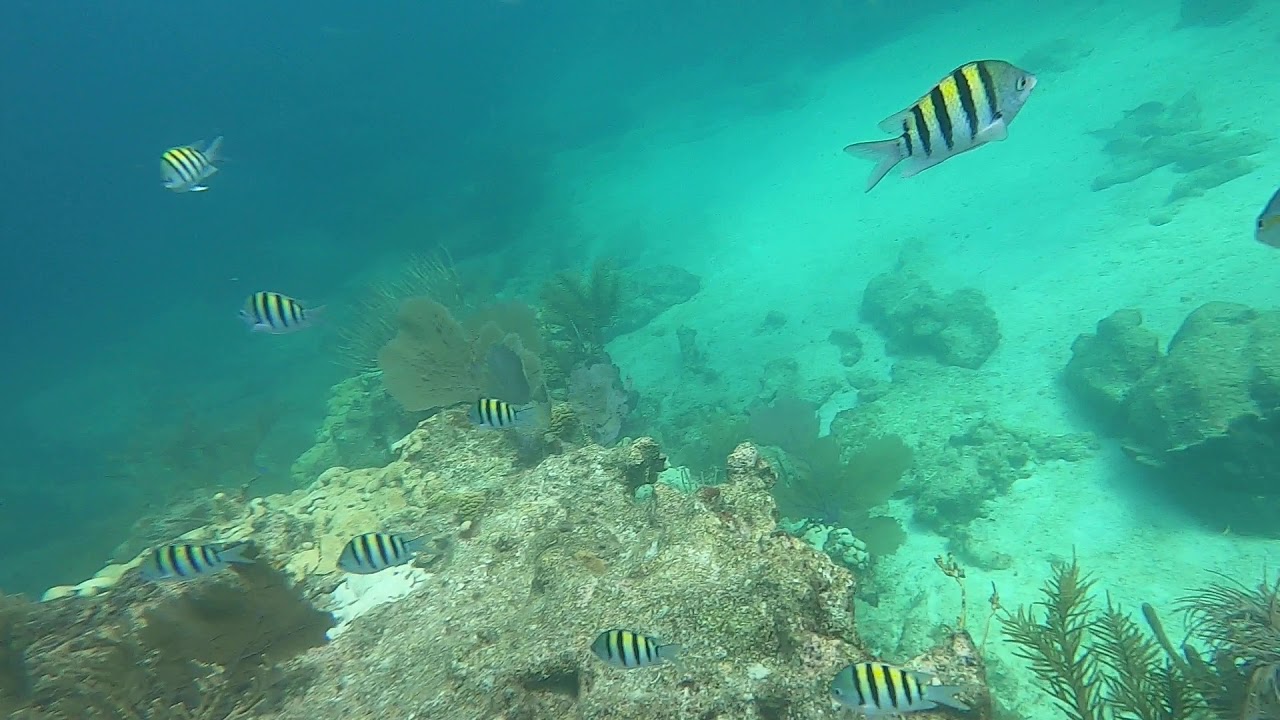 Looe Key Dive 2 Part 2 - YouTube
