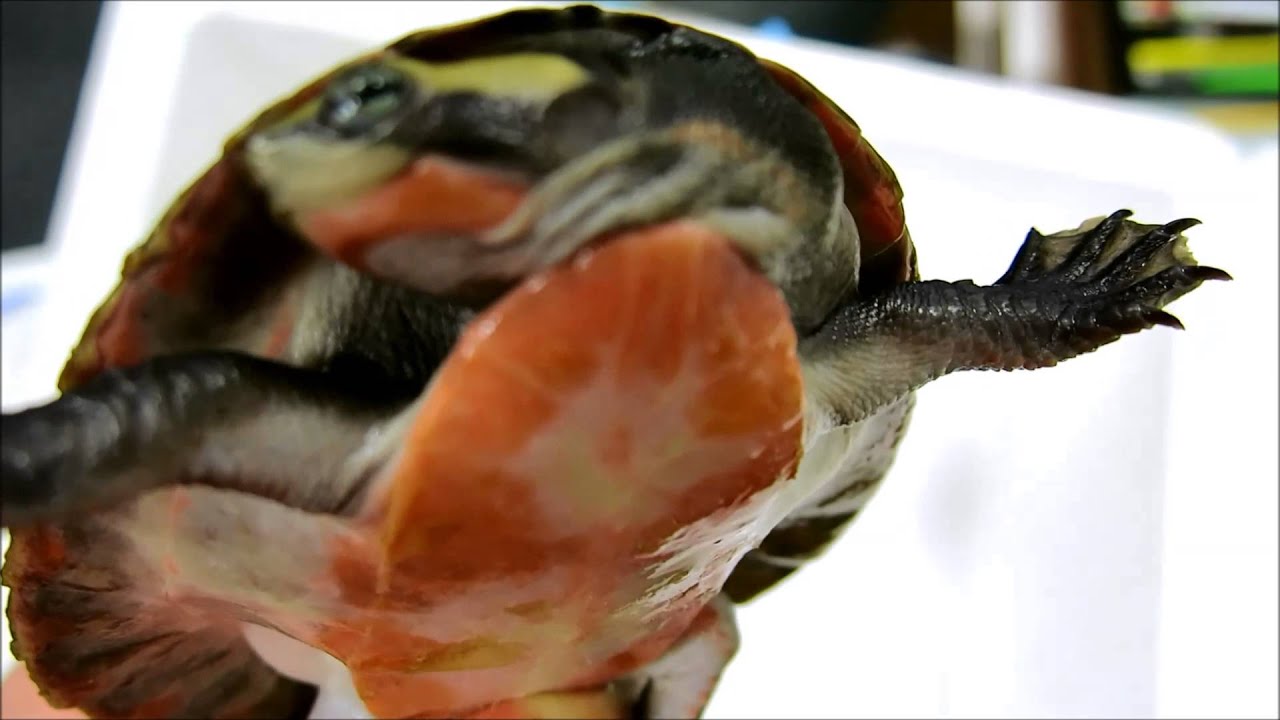 Pink bellied sideneck turtle (Emydura subglobosa) , Joobok - YouTube