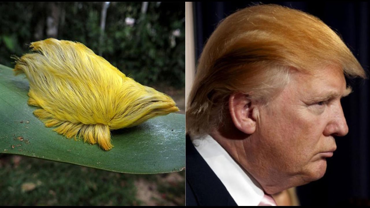 TOP 10 Bichos Más Raros Que Existen - YouTube