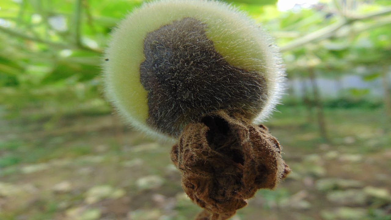 লাউ ফুল পচে ঝরে পড়া, কিভাবে রোধ করবেন//Lau flower fall, how to prevent ...