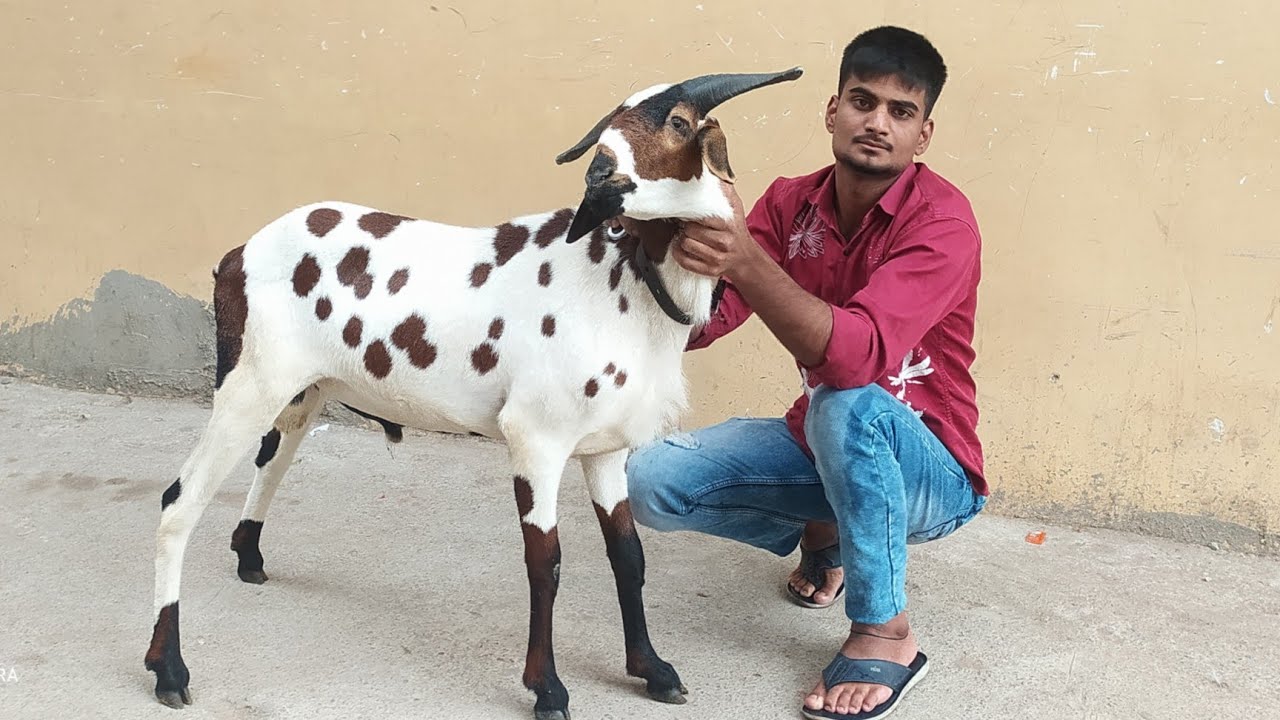 2 teeth Madhuri Sheep special for Qurbani Contact 9391237735 - YouTube