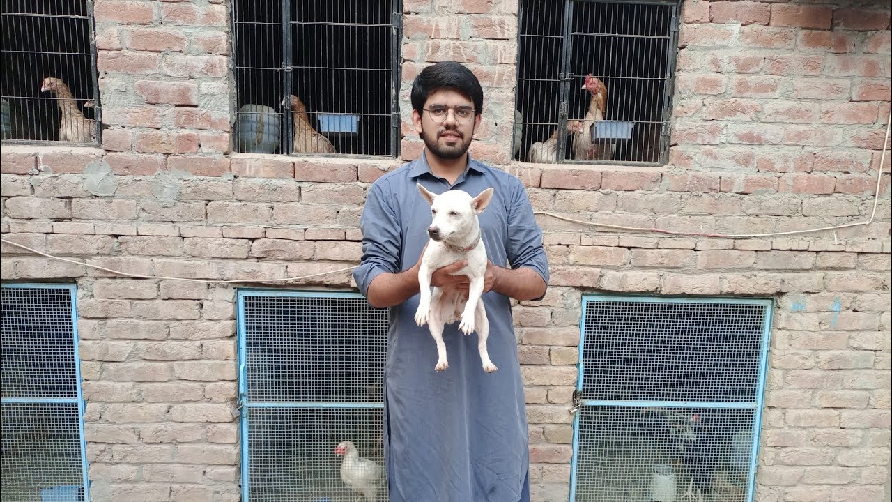 Hamara New Pet Dog Agiya | P for Pets - YouTube