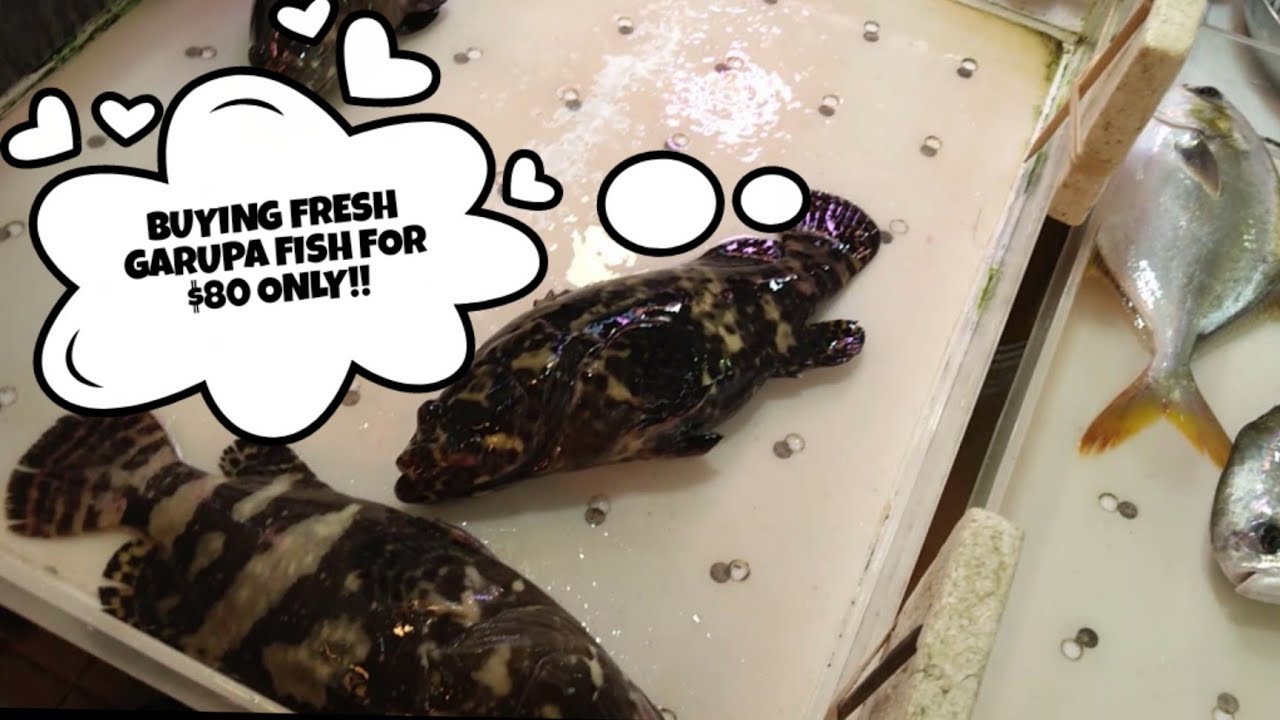Fresh Garupa Fish for 80 dollar - YouTube