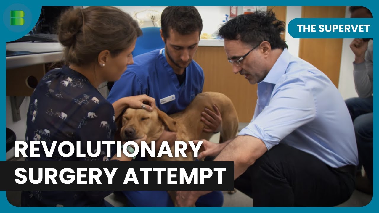 Bionic Vet Attempts Worlds First Custom Shoulder Implant | The Supervet ...