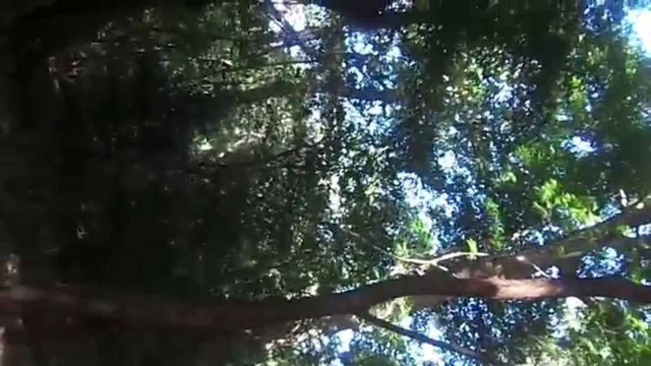 Tropical Dry Forest, Santa Rosa, Guanacaste Costa Rica - YouTube