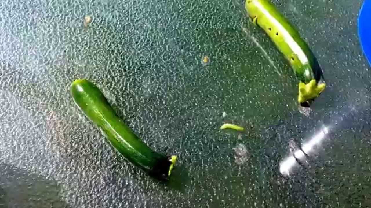 Pickle Worm Infestation Part 1 of 3 - YouTube