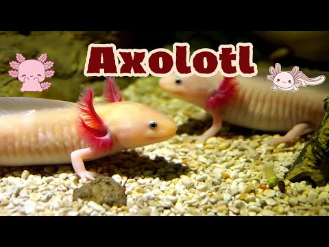 The Axolotl’s Superpower How It Regrows Lost Limbs for kids