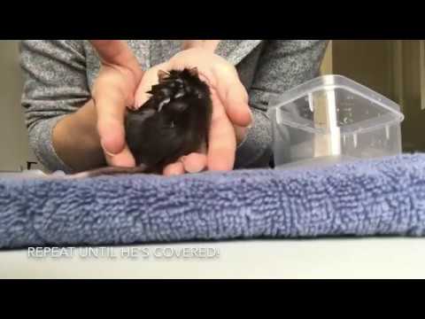 How To: Easily treat a pet mouse skin infection! - YouTube