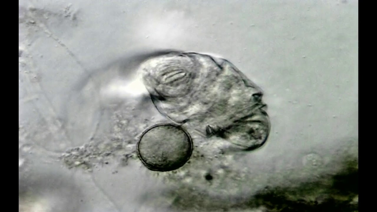 The Algae Biofilm - YouTube