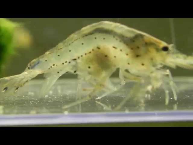 La Riproduzione della Caridina multidentata | Acquariofilia Consapevole