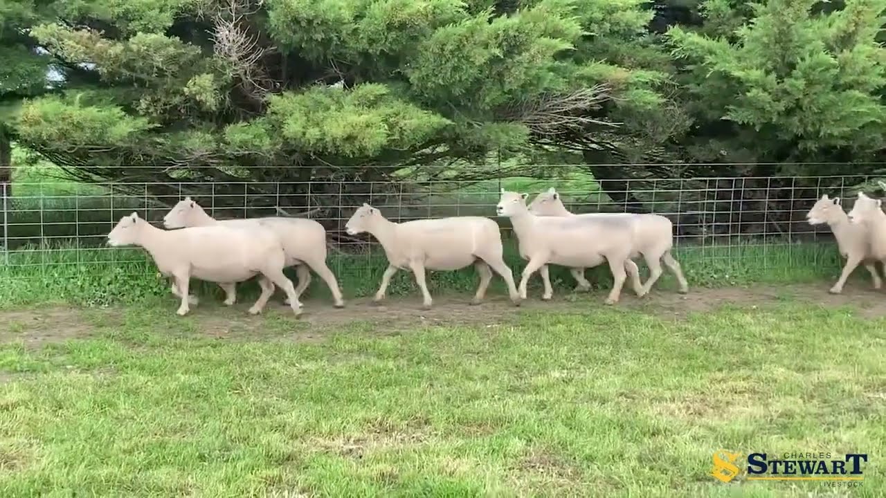 Lansdale Pure Southdowns - YouTube