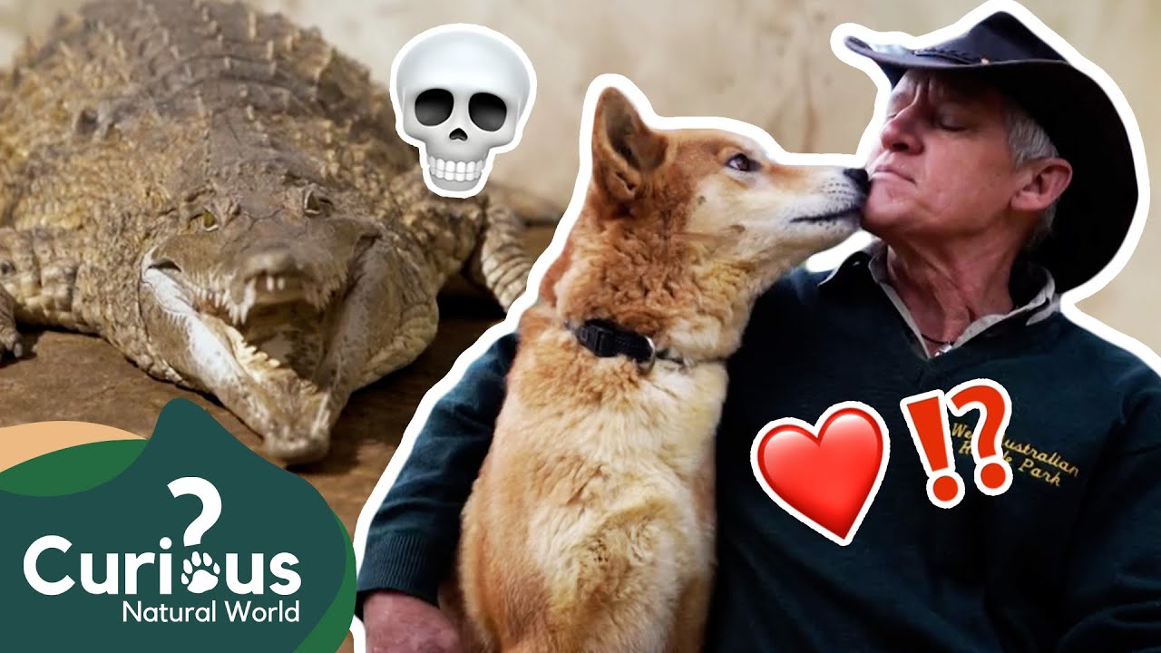 A Reptile Park Filled With KILLER PETS 😱💀 | Predator Pets | Curious ...