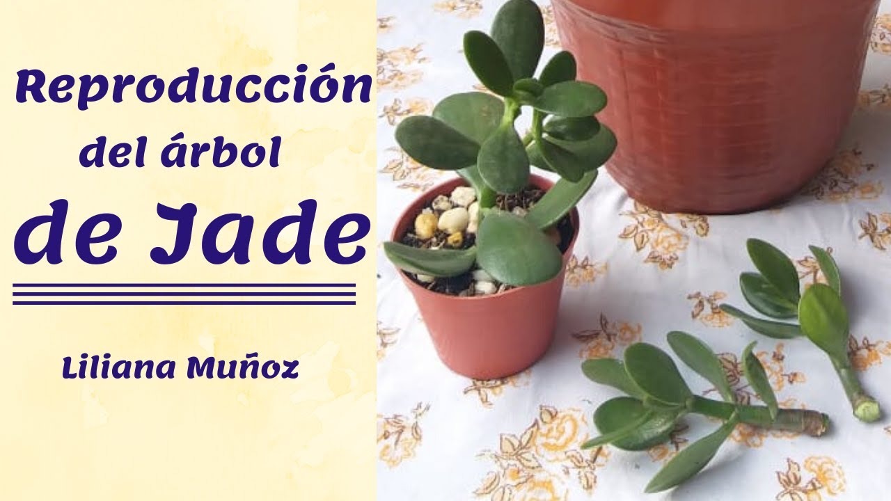 Reproducción del árbol de Jade / Liliana Muñoz - YouTube