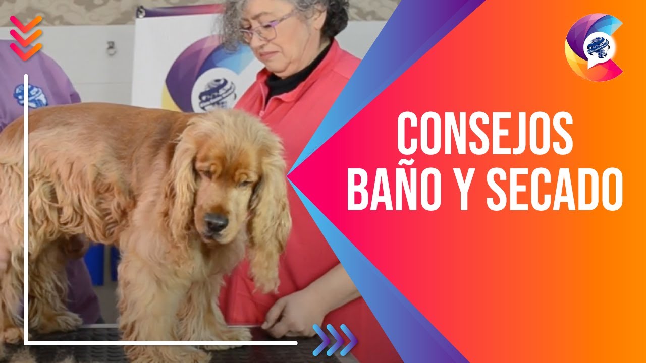 TIPS baño y secado perros pelo liso y largo - YouTube